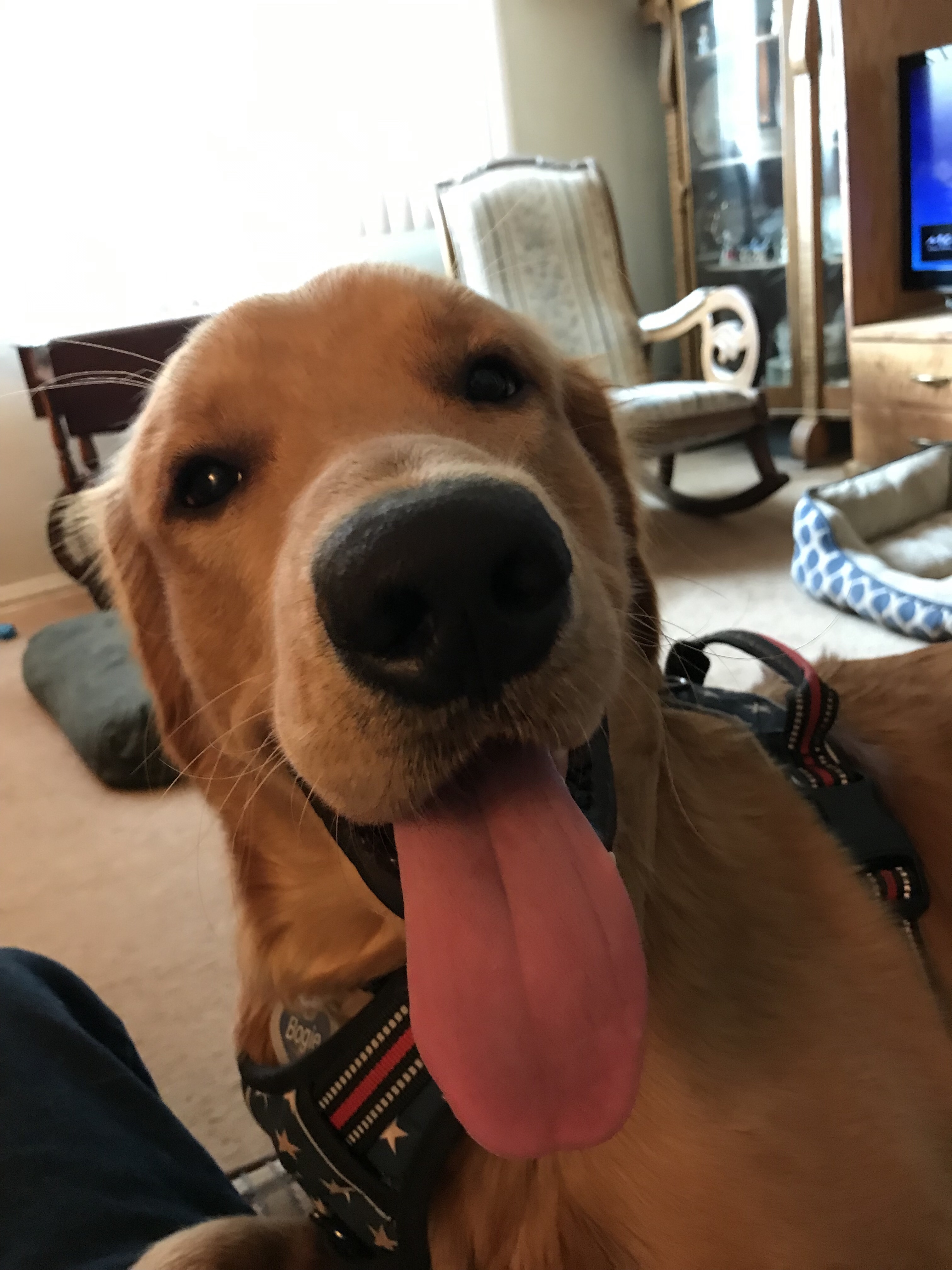 Happy First Heavenly Birthday Sweet Bogie – in my heart 4ever