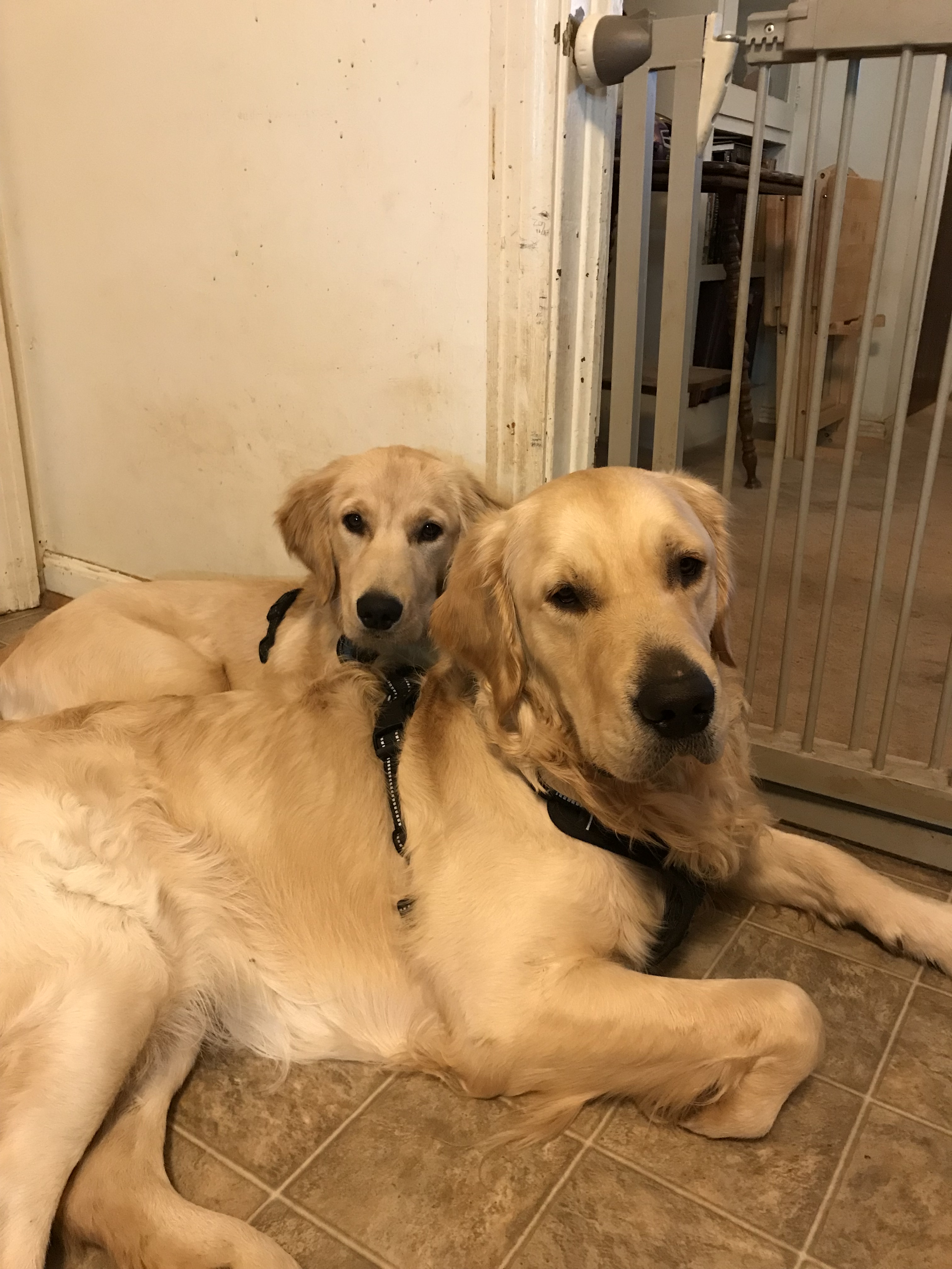 Wednesday Morning Puppy Snuggles – in my heart 4ever