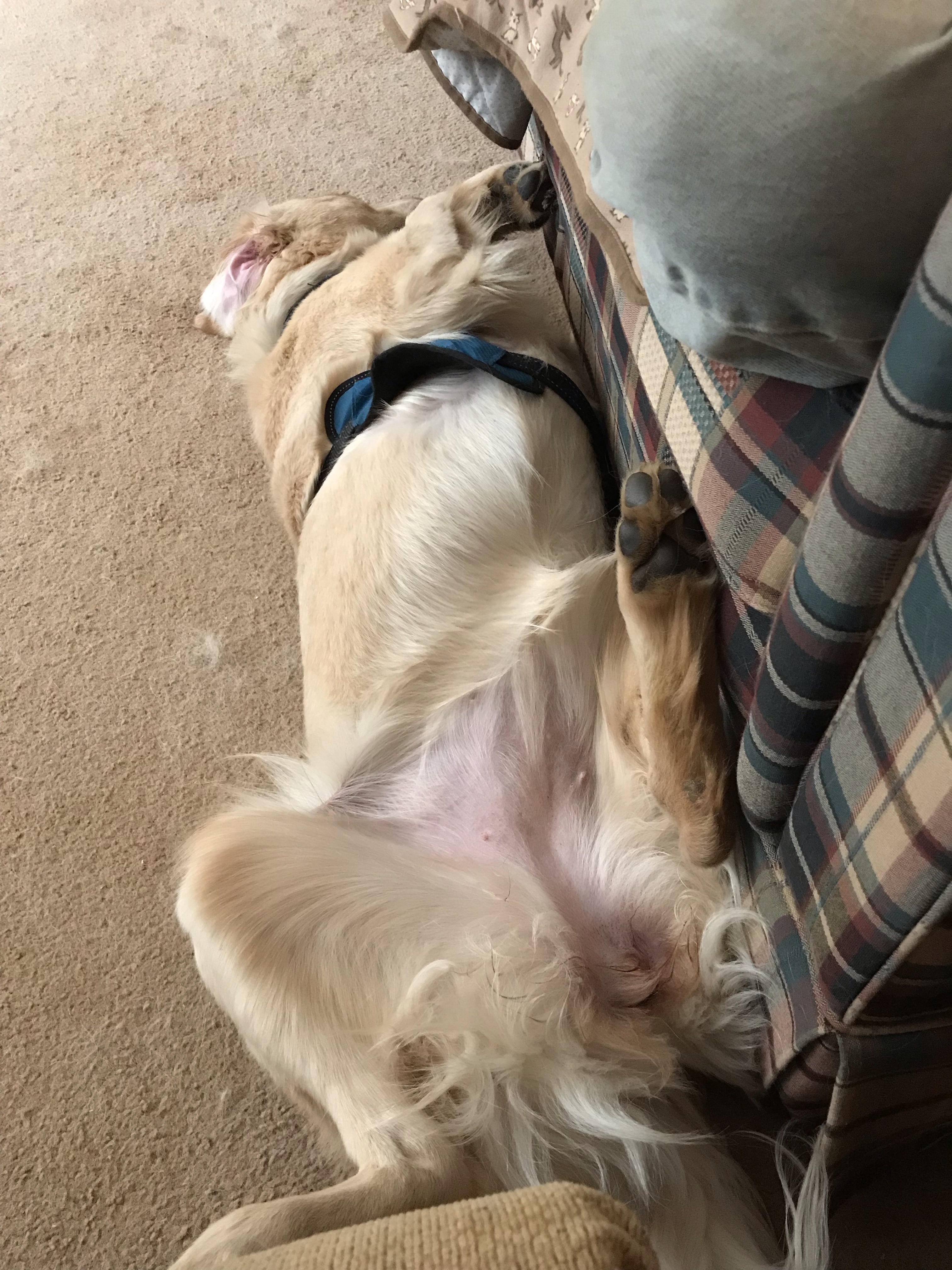 Zoey’s Home!! – in my heart 4ever