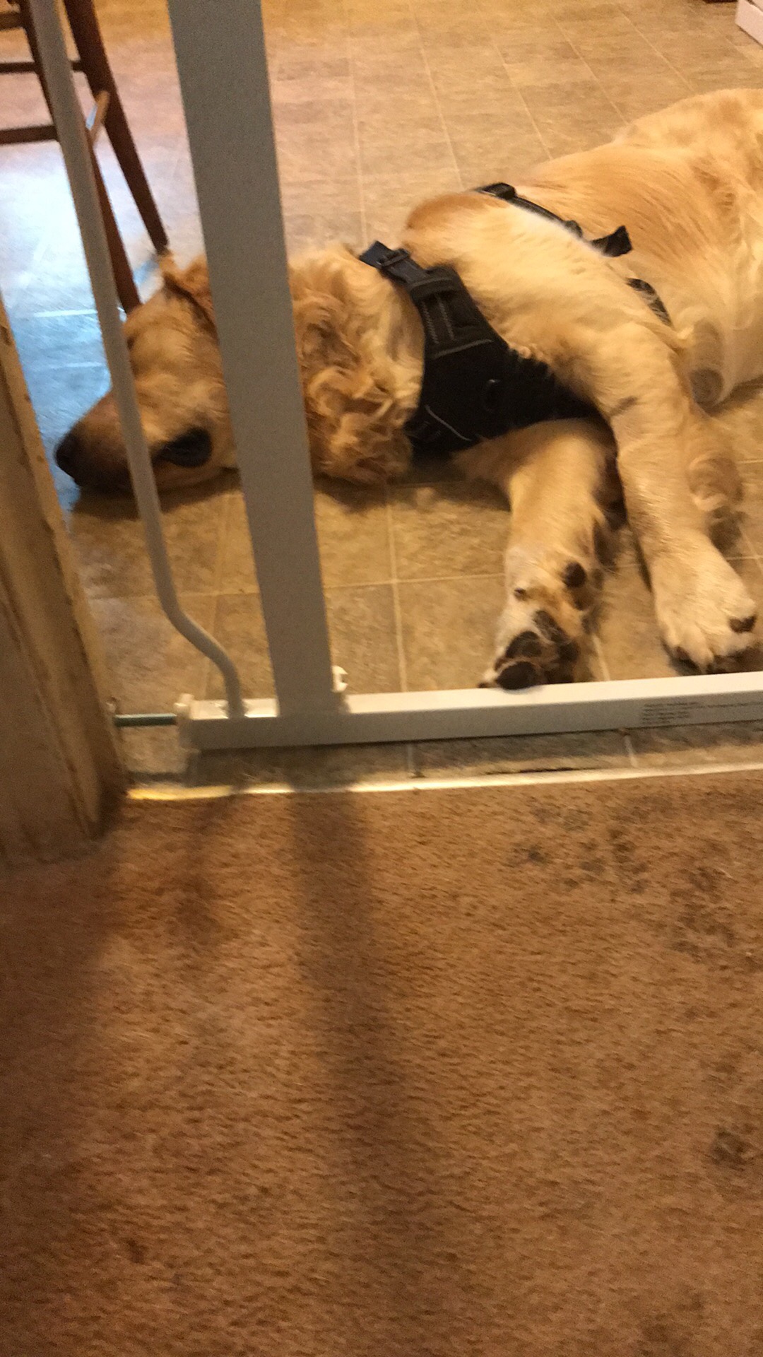 Zoey’s Home!! – in my heart 4ever