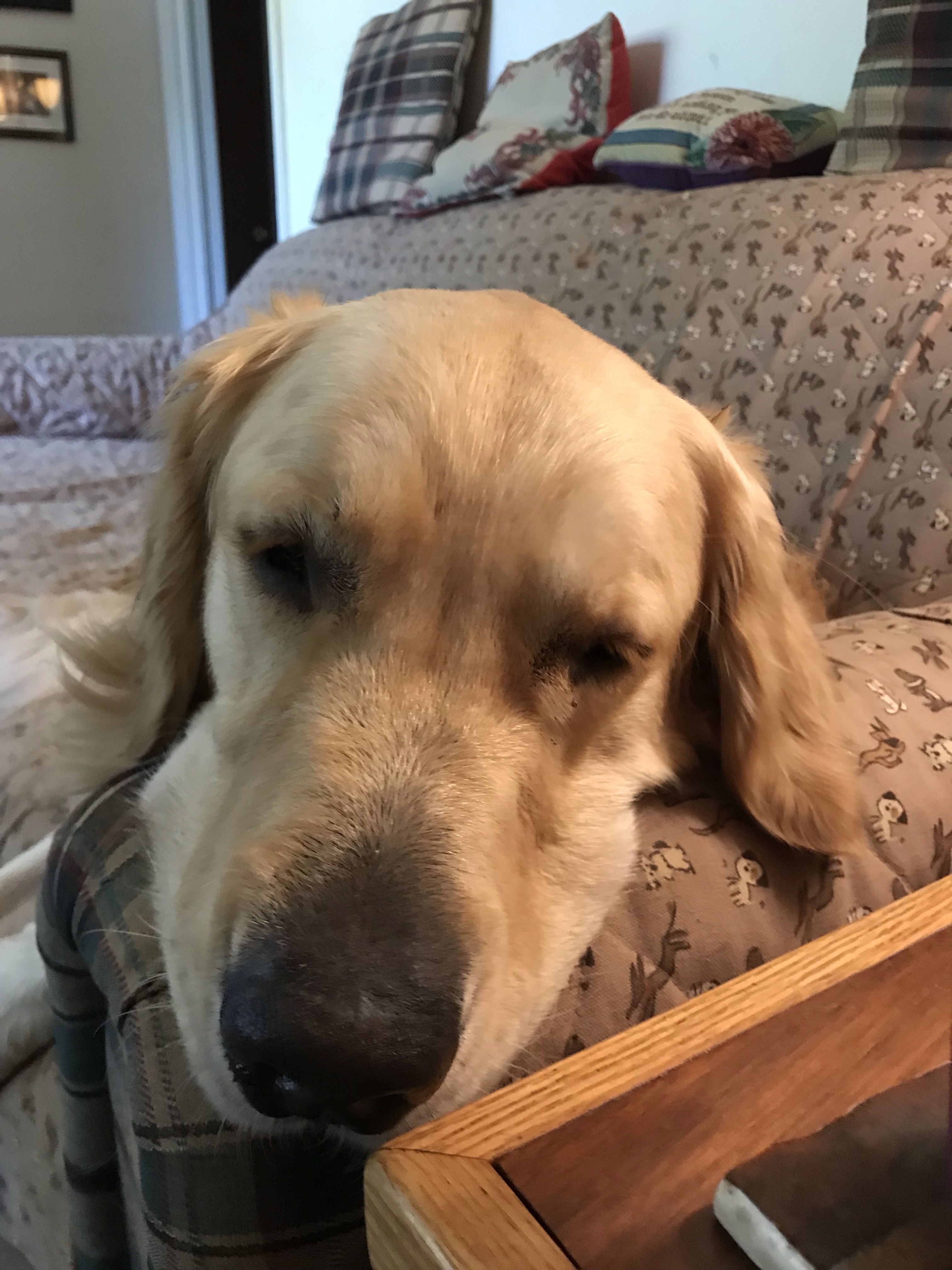 These Puppies! – in my heart 4ever