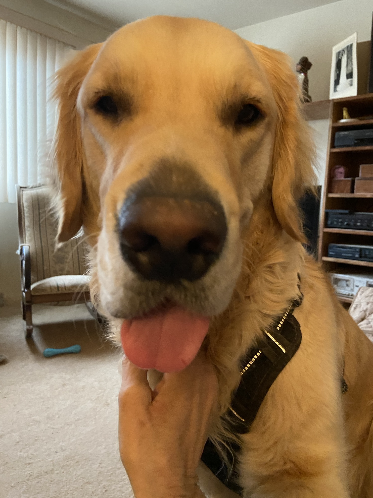 Zen Is Two Today!! – in my heart 4ever