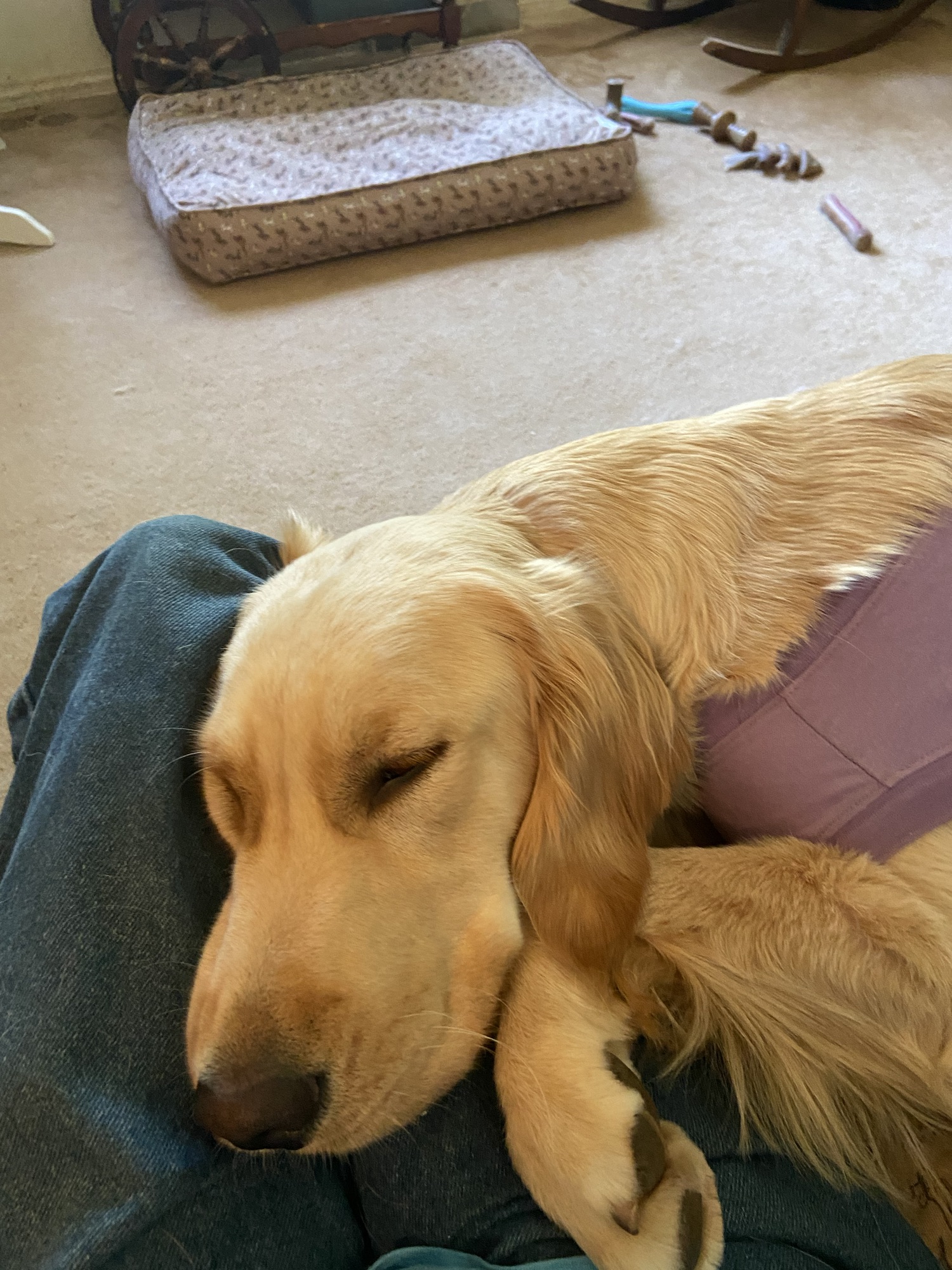 Zoey’s Healing Nicely – in my heart 4ever