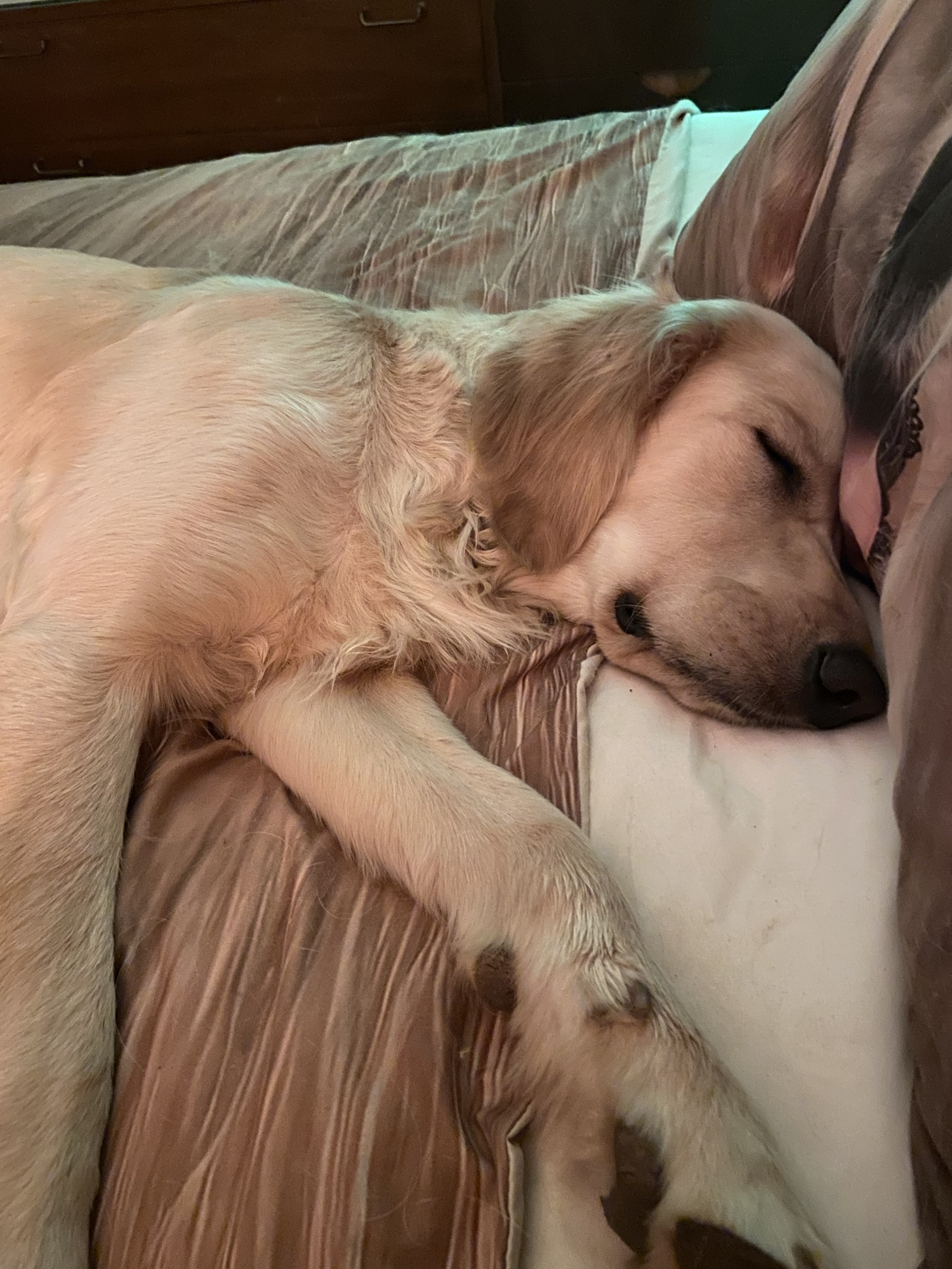 Mama’s Angel with Paws – in my heart 4ever